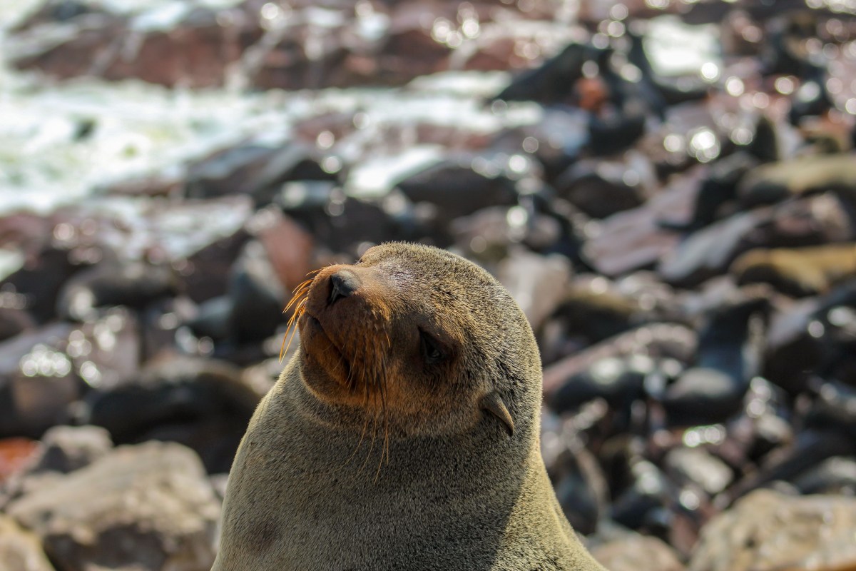 Namibia ENG pt 2 – Matt Ross